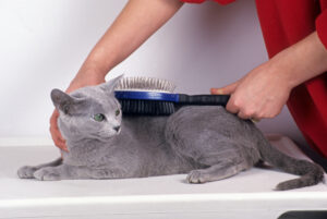 猫にトリミングは必要？愛猫をストレスなくトリミングするためのコツとテクニックを解説します | 動物病院サプリ