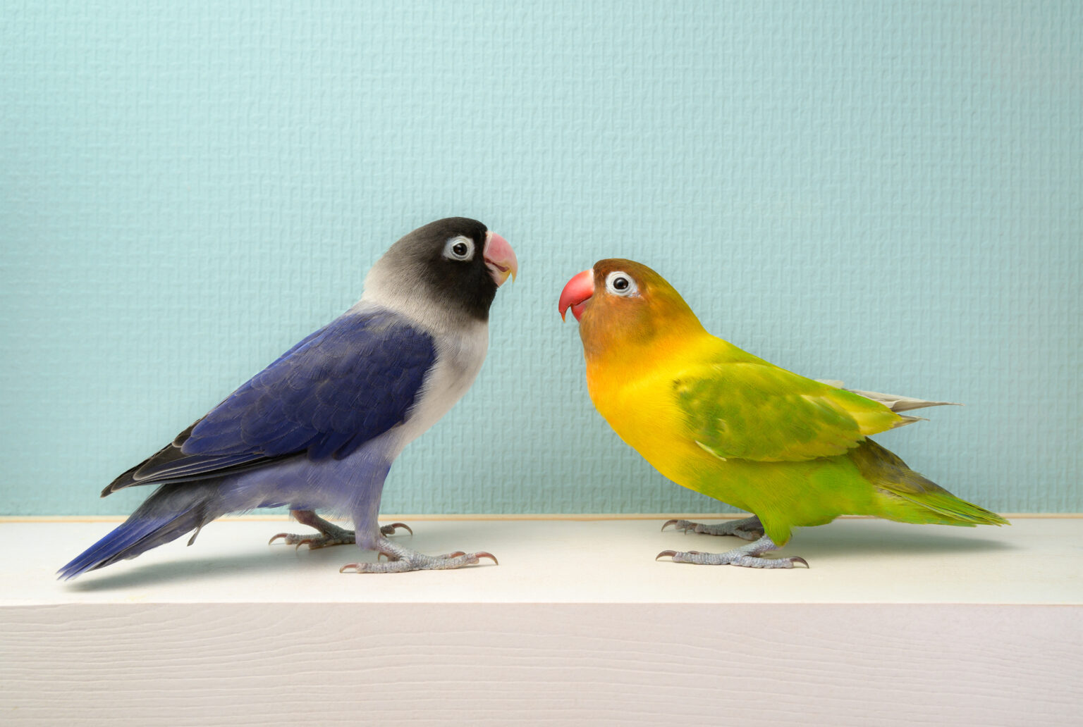 動物病院のインコの診療｜主な病気や症状、動物病院へ連れて行くときの注意点などを解説 | 動物病院サプリ